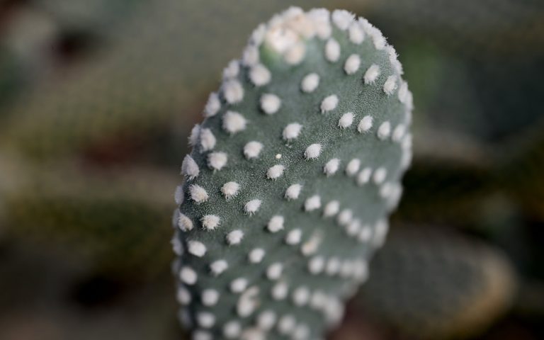 Soft-Spined Cactus Wallpaper Texture - Fotin Wallpaper|4K Images